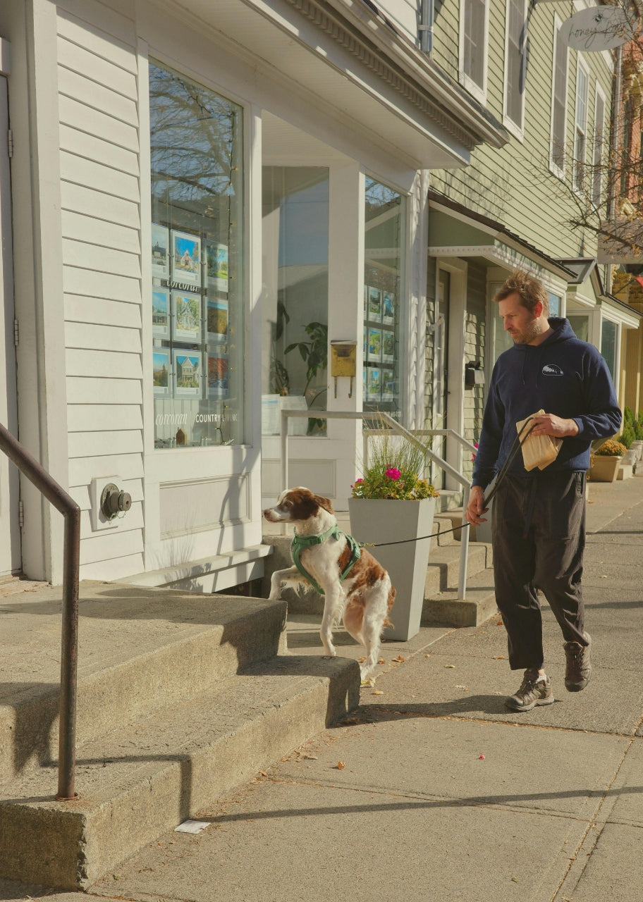 Senior Dog Incontinence: Why It Happens and How to Help｜Honeycare