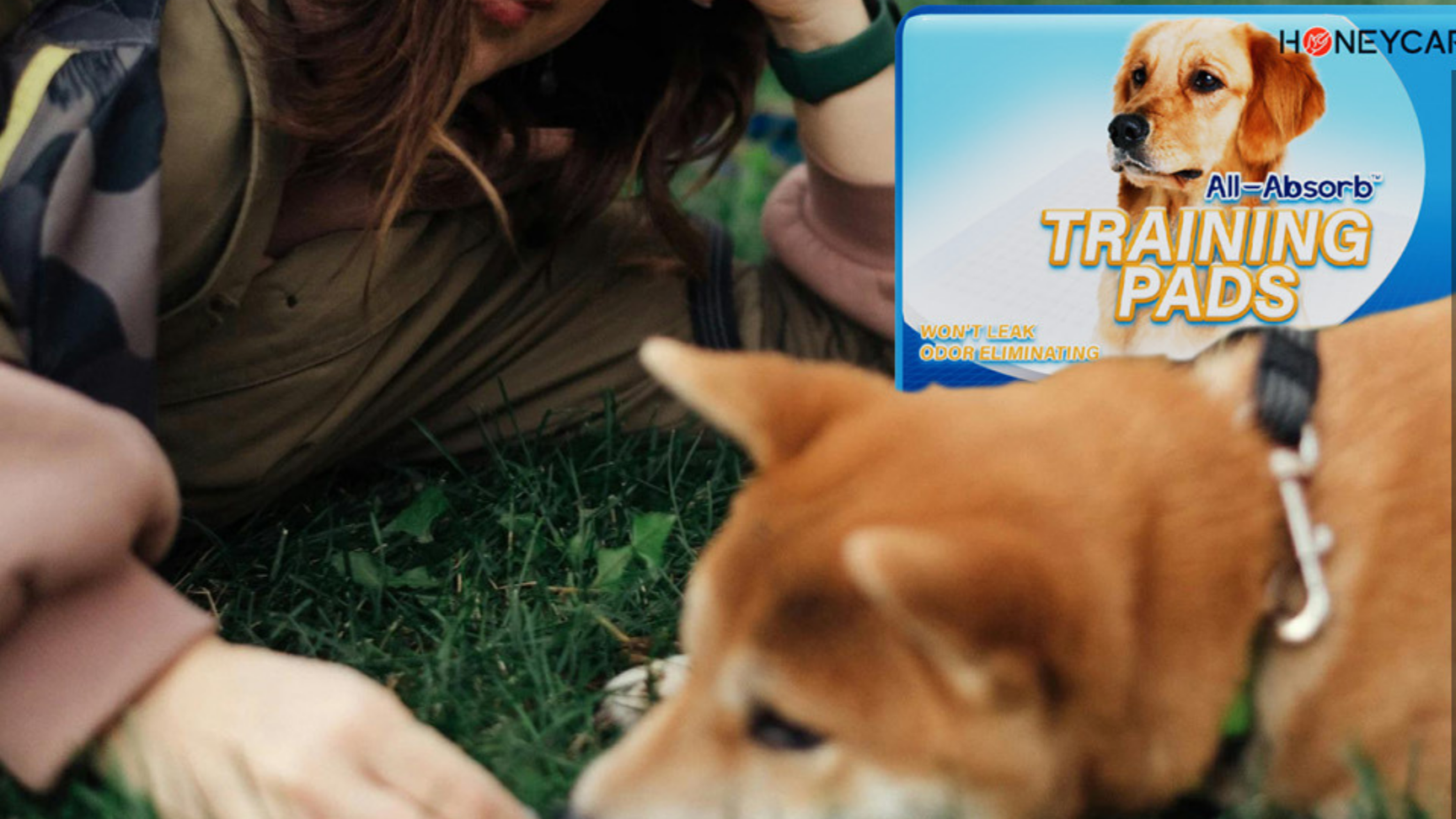 Senior Dog Incontinence: Pads, Diapers & Comfort Care for Aging Dogs ...
