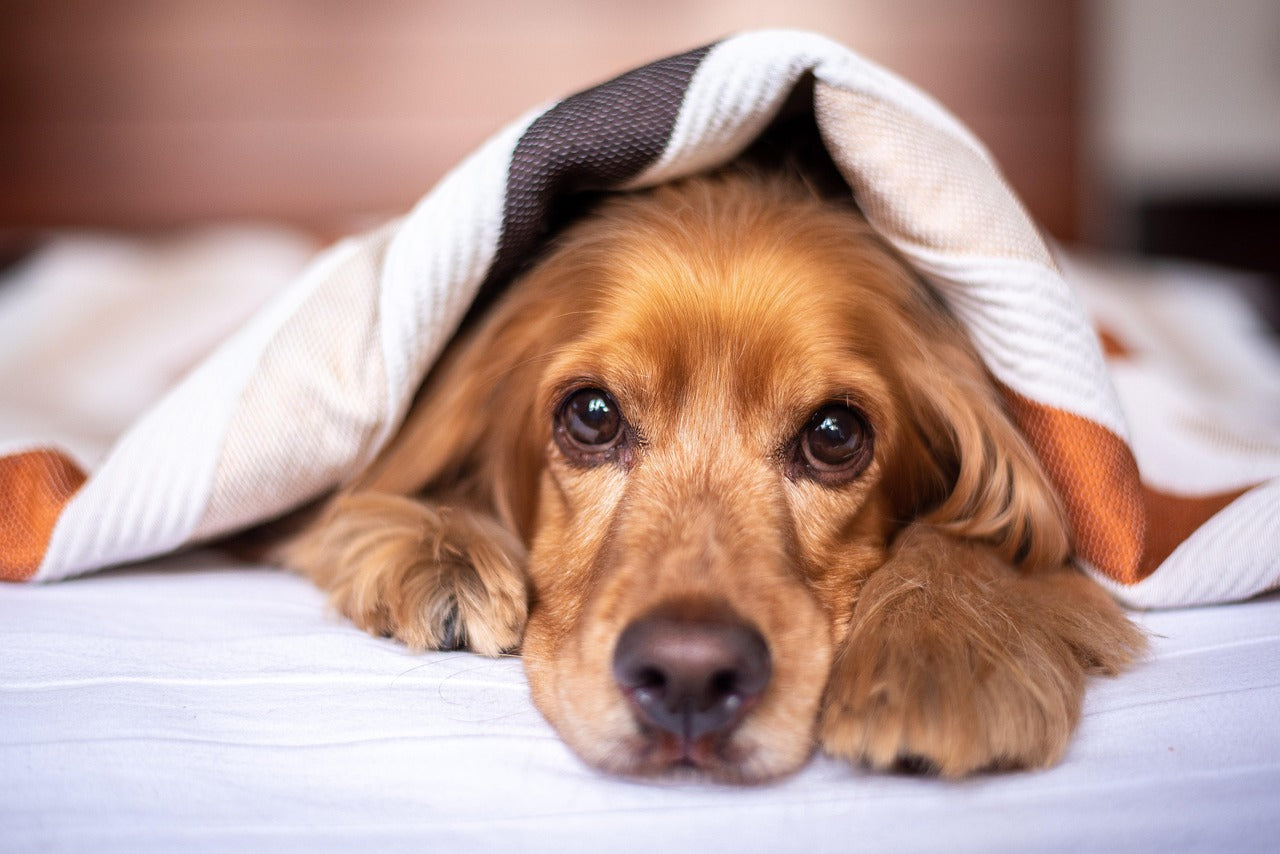 Dog Incontinence & Diaper Changing Tips for Large Breeds｜HoneyCare ...